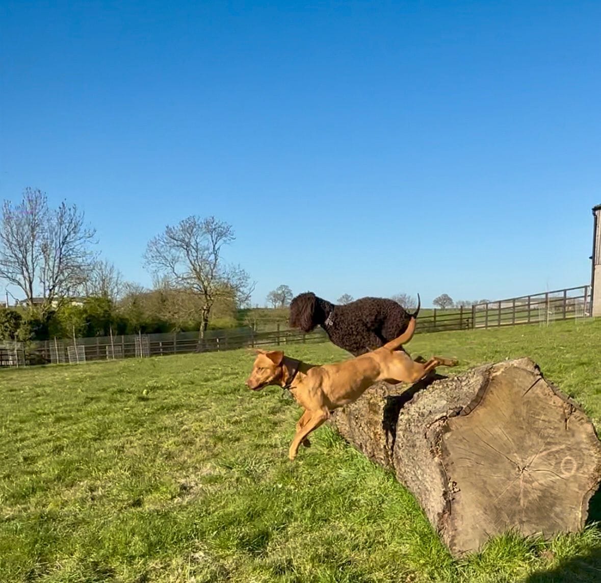 Secure Dog Field in Staffordshire - Top Dog Secure Dog Field